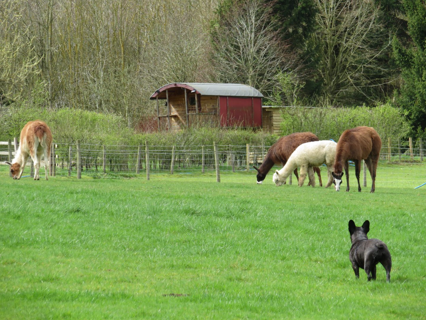 Gypsy Caravan Gallery | Catanger Llamas